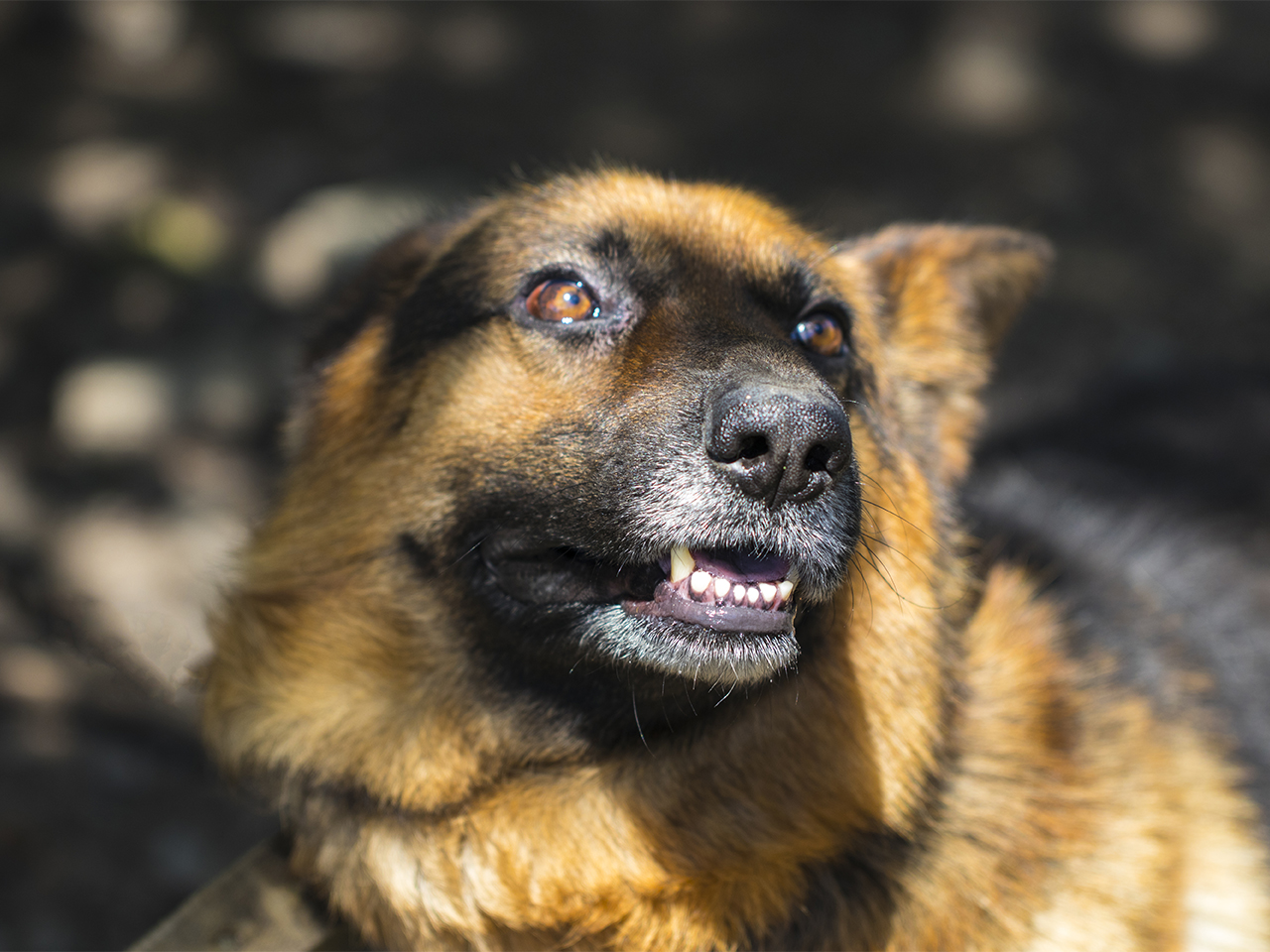 Dog Bite Prevention Tips