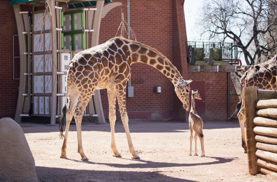 Celebrate Dobby the Giraffe's 1st Birthday at the Denver Zoo - Colorado ...