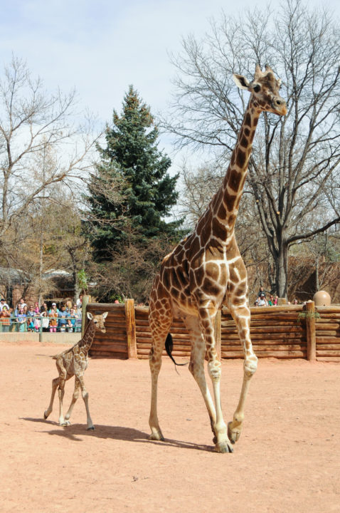 Celebrate Dobby the Giraffe's 1st Birthday at the Denver Zoo - Colorado ...