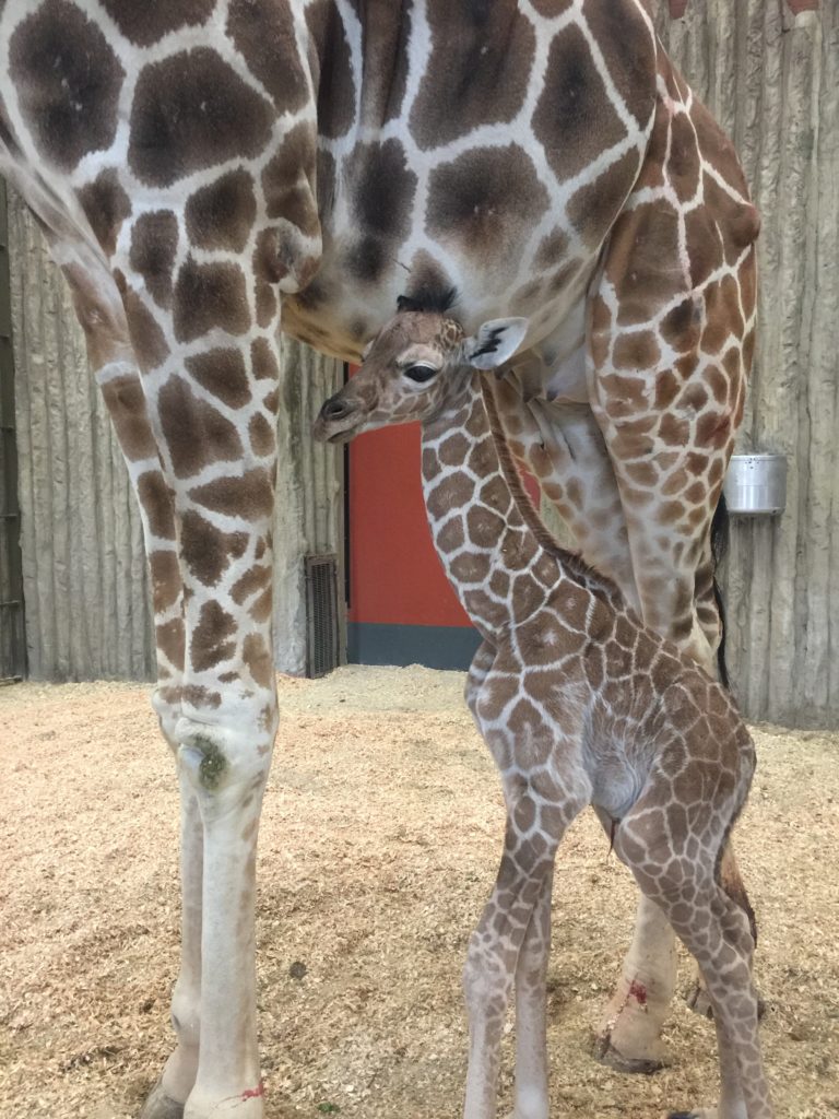 Celebrate Dobby the Giraffe's 1st Birthday at the Denver Zoo - Colorado ...