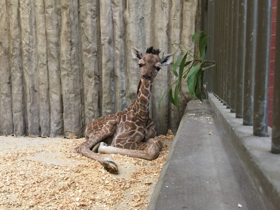 Celebrate Dobby the Giraffe's 1st Birthday at the Denver Zoo - Colorado ...