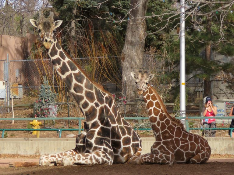 Celebrate Dobby the Giraffe's 1st Birthday at the Denver Zoo - Colorado ...