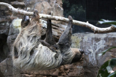 Meet the New Baby Sloth at Denver Zoo - Colorado Parent