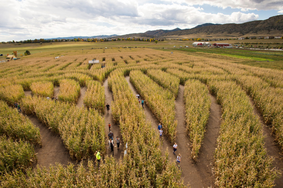 6 Corn Mazes to Navigate With Your Kids This Fall