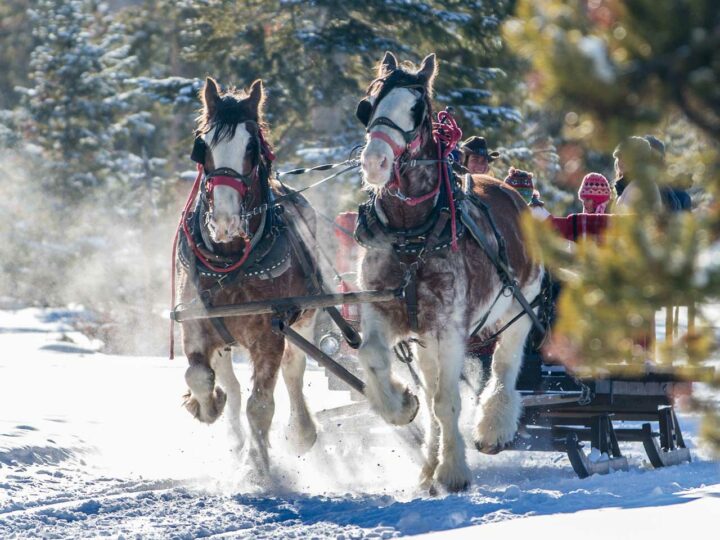 Sleigh Rides in Colorado: Where To Take a Sleigh Ride Near Denver