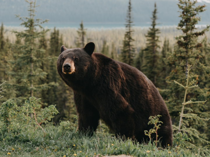 Encountering Wildlife Survival Guide - Colorado Parent