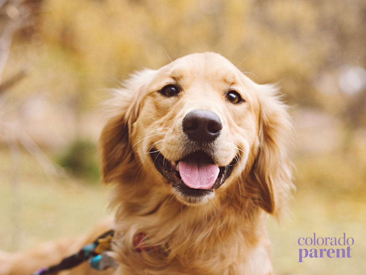 Goldens in Golden Returns for Its 7th Year - Colorado Parent